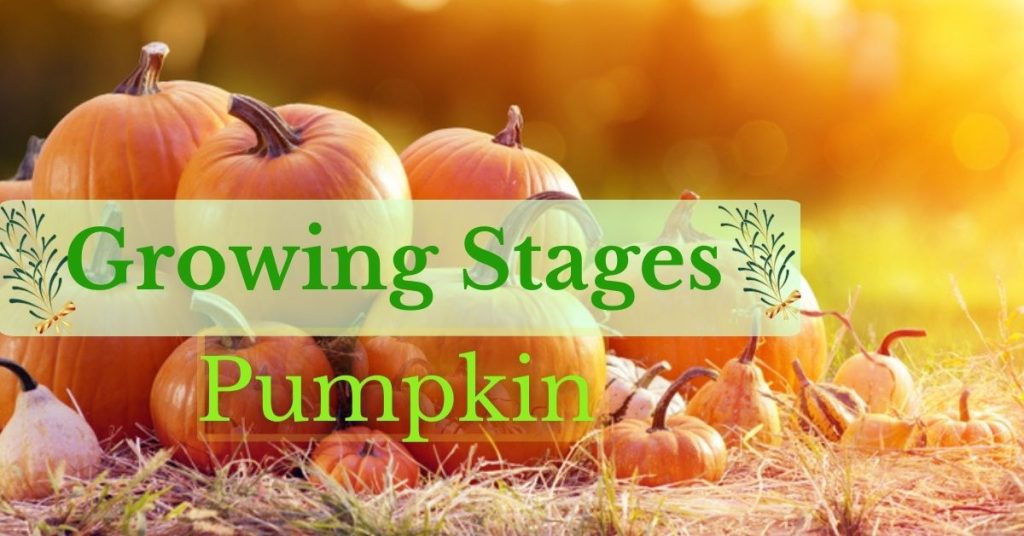 Growing stages of pumpkin plant | Htecfarming