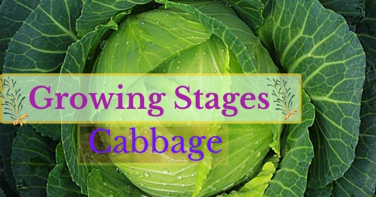 Cabbage Plant Growth Stages: From Seedling to Harvest