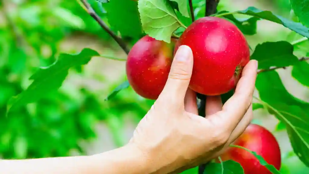 Dwarf Apple Trees: A Complete Guide to Planting and Caring for Compact ...