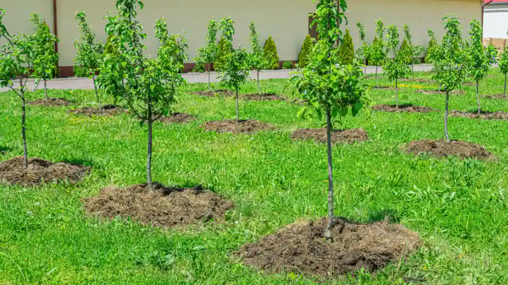 Dwarf Apple Trees: A Complete Guide to Planting and Caring for Compact ...