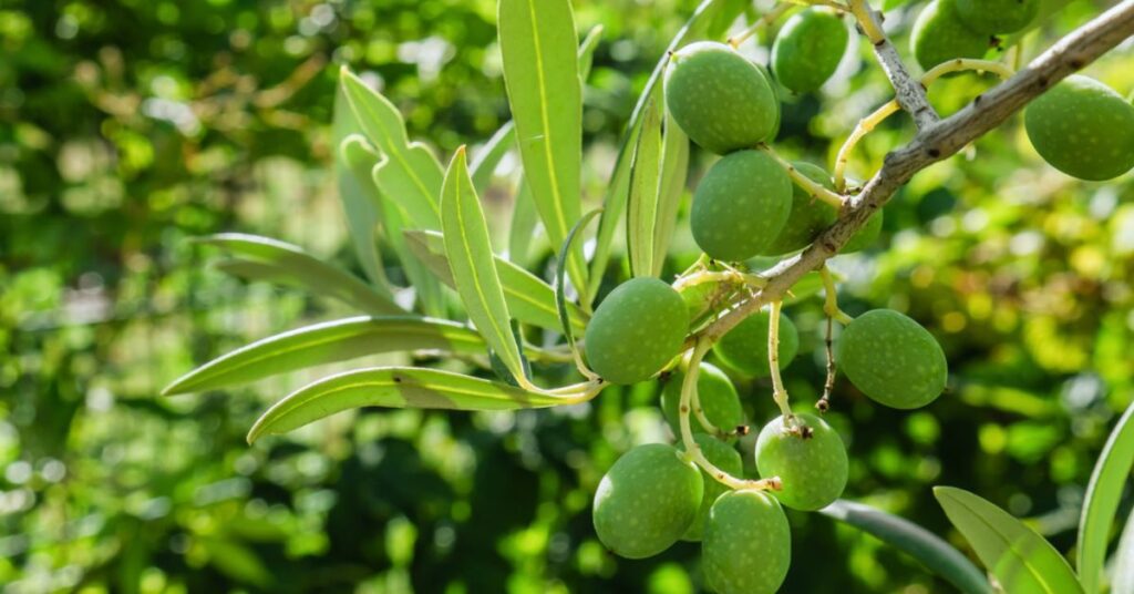Olive Tree Growth and Fruiting Stages | Htecfarming