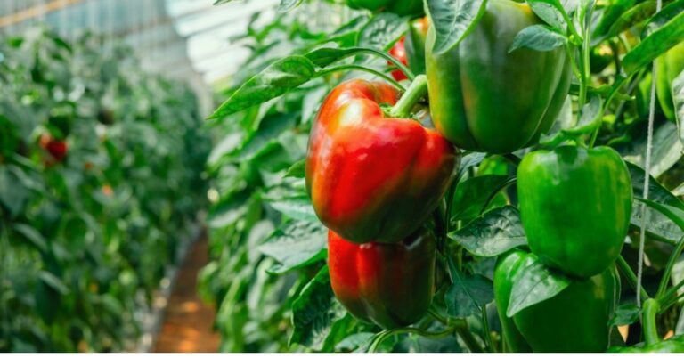The Complete Guide to Bell Pepper Ripening Stages