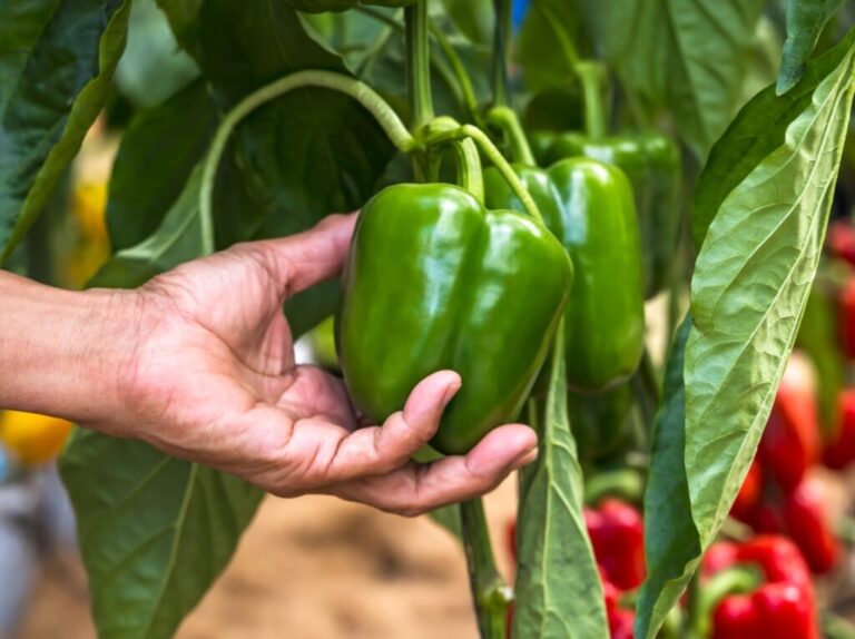The Complete Guide to Bell Pepper Ripening Stages
