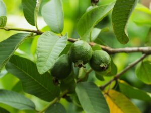Guava Tree Flowering and Fruit Set: Everything You Need to Know