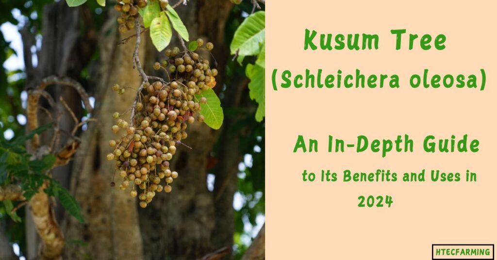 The Kusum Tree (Schleichera oleosa): An In-Depth Guide to Its Benefits ...