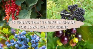 15 Fruits That Thrive in Shade for Low-Light Gardens