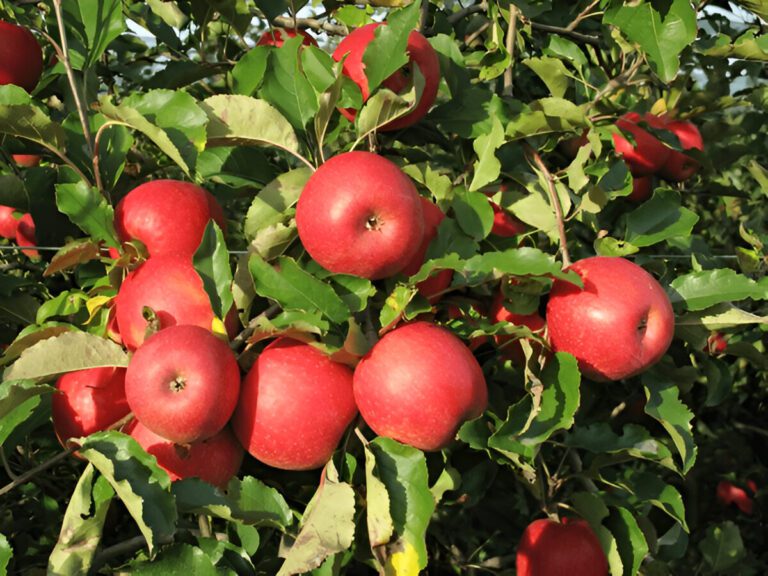 7 Dwarf Apple Tree Varieties You Can Grow at Home