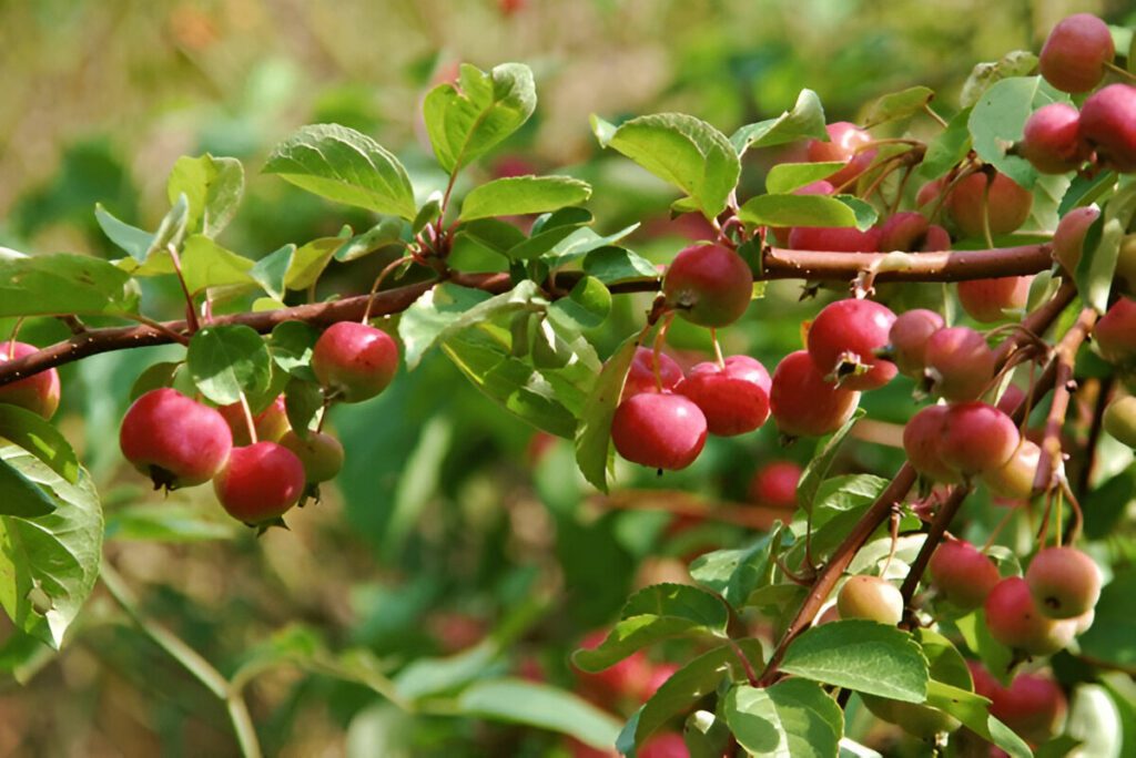 7 Dwarf Apple Tree Varieties You Can Grow at Home