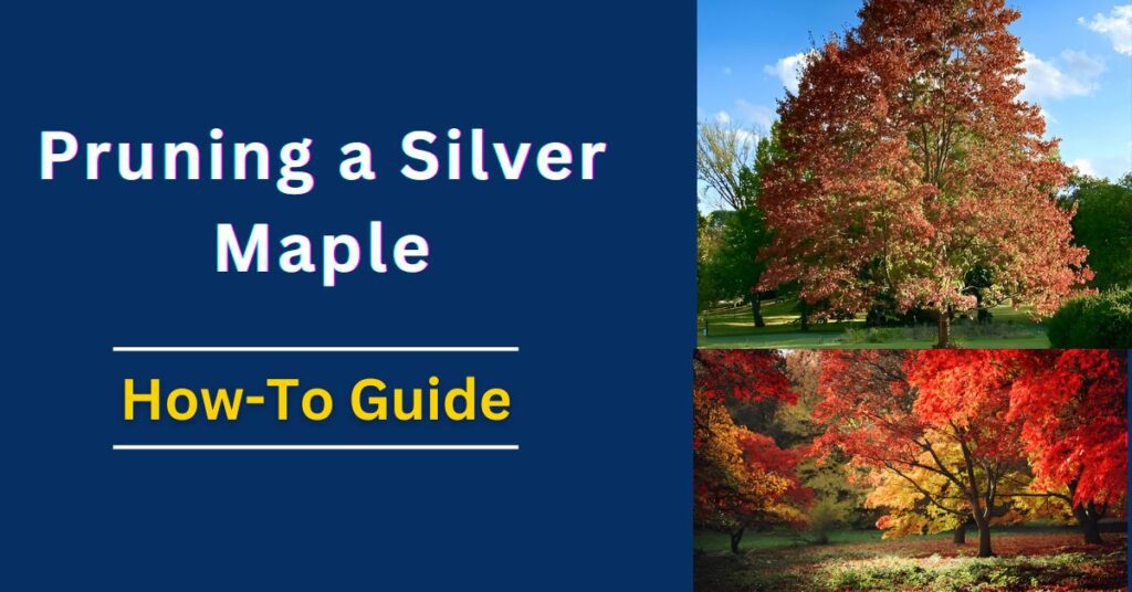 Pruning a Silver Maple: A Detailed How-To Guide