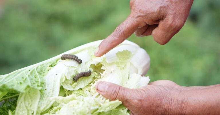 How to Get Rid of Mango Tree Insects: 9 Must-Know Tips for a Healthy ...