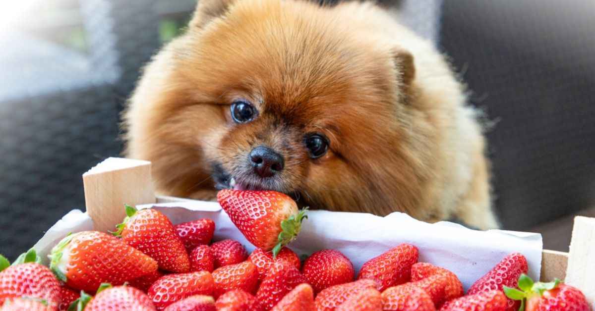 5 Elements Fruits: Wood, Fire, Earth, Metal & Water | Htecfarming