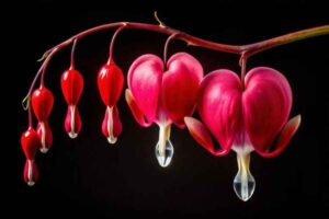 Stunning Bleeding Heart Flower Varieties Every Gardener Should Know