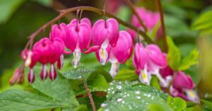 Stunning Bleeding Heart Flower Varieties Every Gardener Should Know