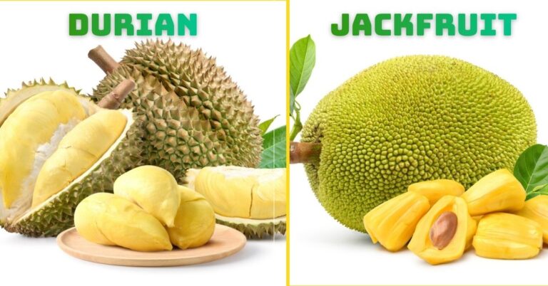 Durian vs Jackfruit Comparison: Which Fruit Is Better?