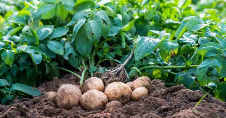 How to Grow Potatoes: Complete Beginner's Guide | Htecfarming
