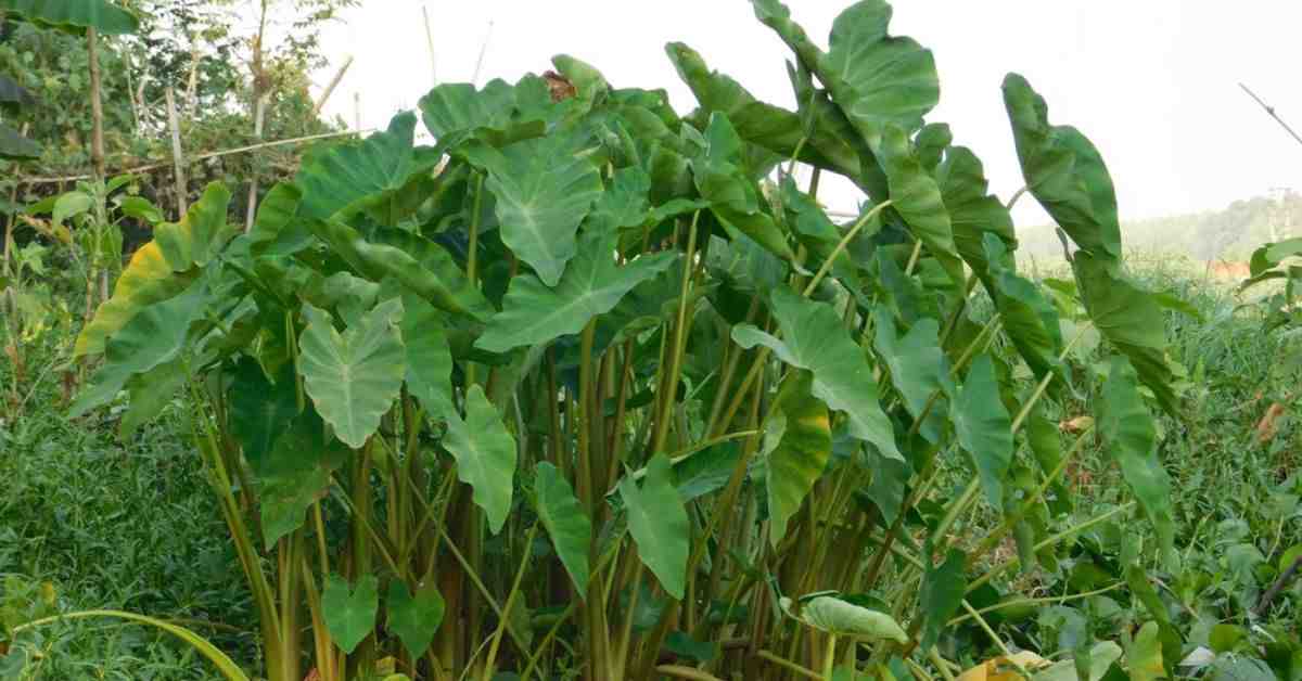 How to Grow Taro: The Ultimate Guide for Home Gardeners
