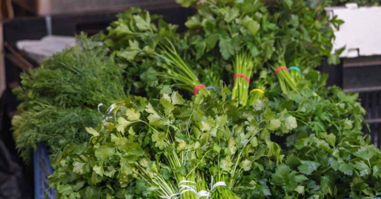 How to Make Cilantro Last Longer: Simple Kitchen Tips